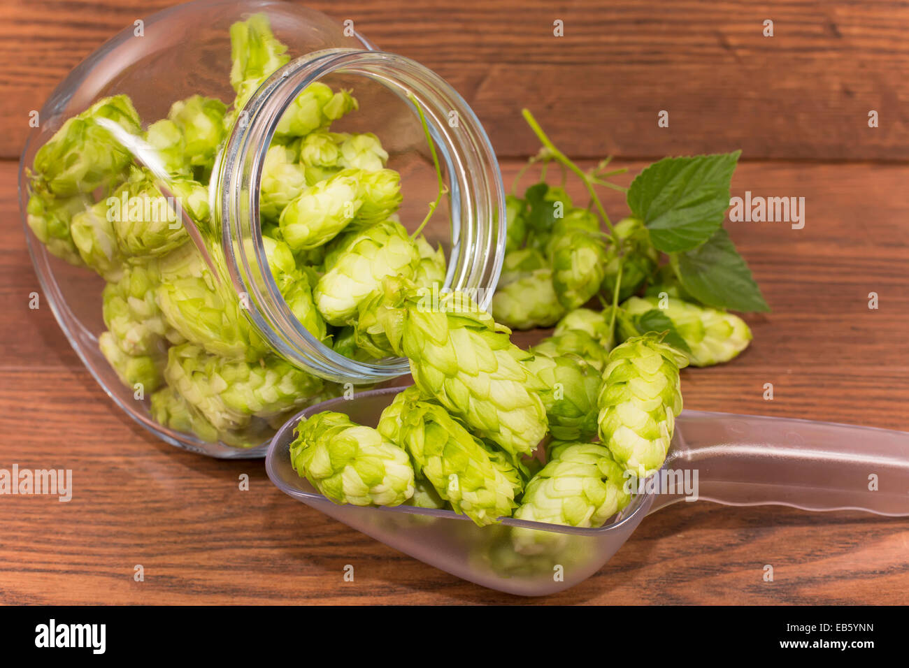 bumps or inflorescence hops ordinary Stock Photo - Alamy