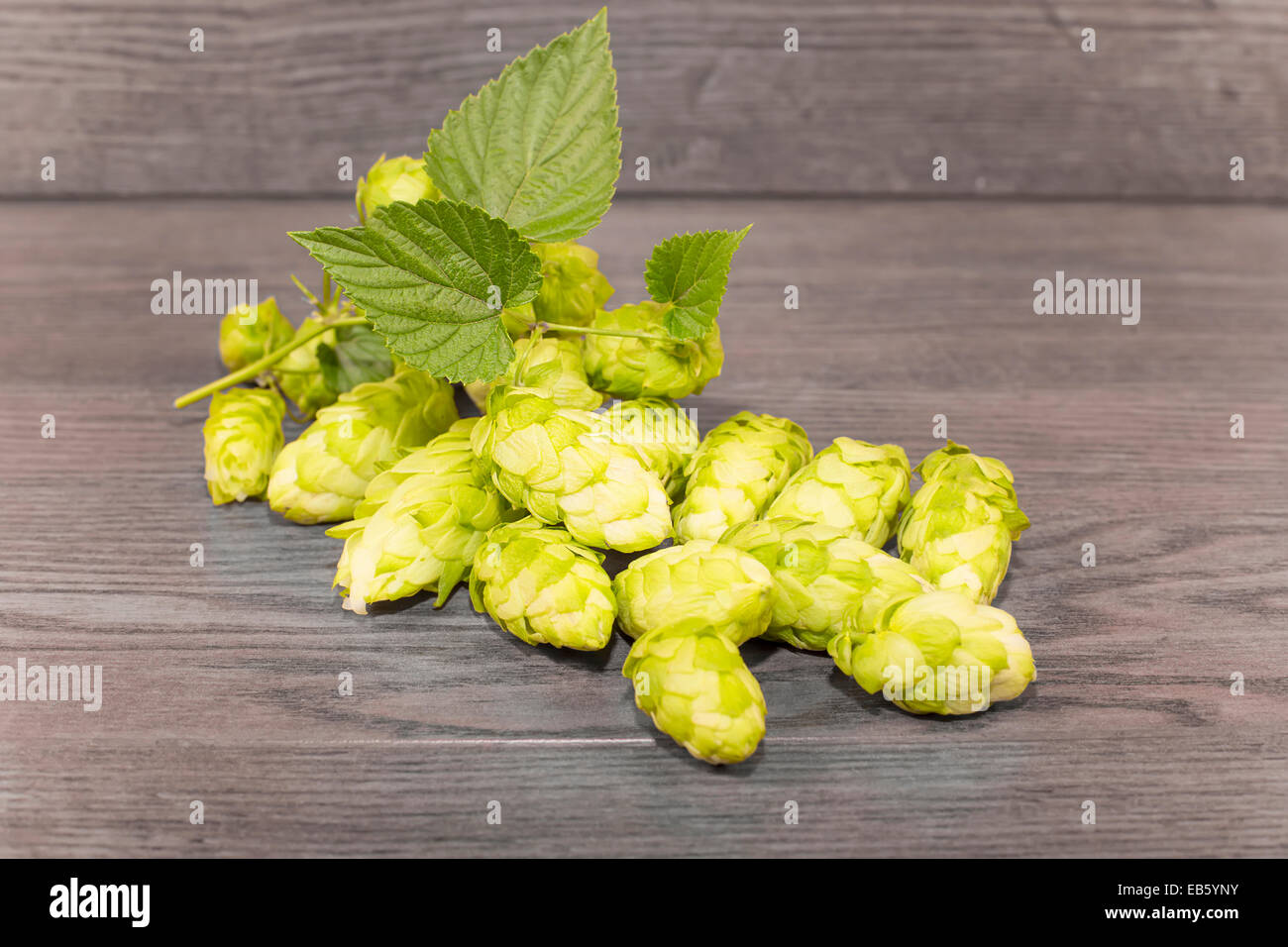 bumps or inflorescence hops ordinary Stock Photo - Alamy
