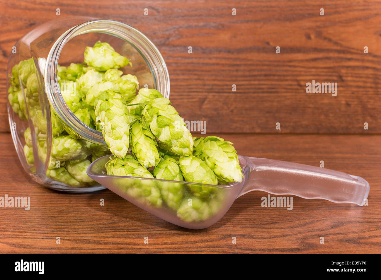 bumps or inflorescence hops ordinary Stock Photo - Alamy