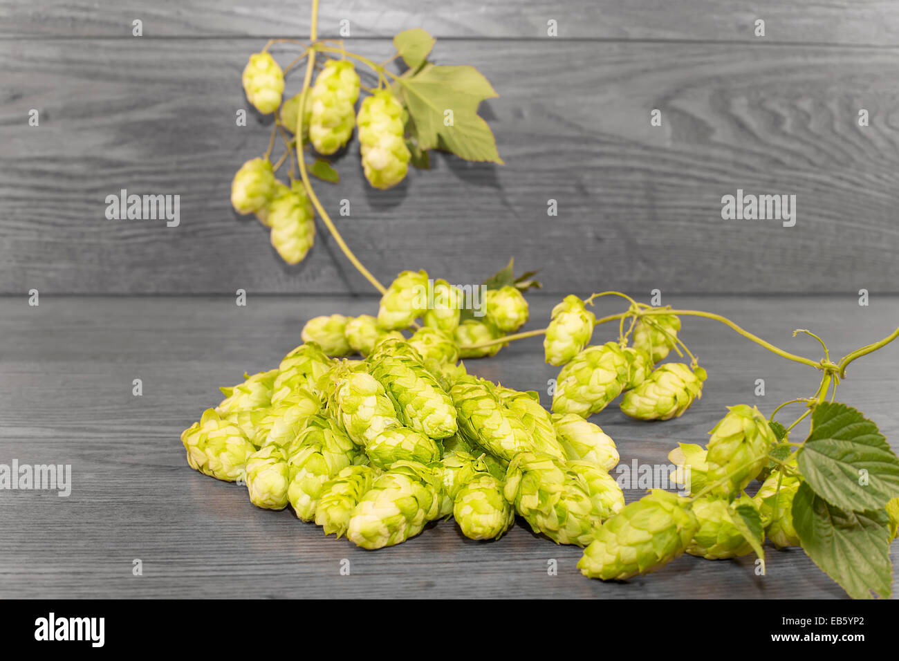 bumps or inflorescence hops ordinary Stock Photo - Alamy