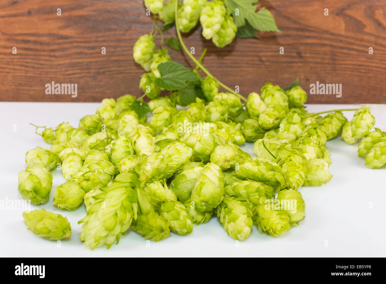 bumps or inflorescence hops ordinary Stock Photo - Alamy