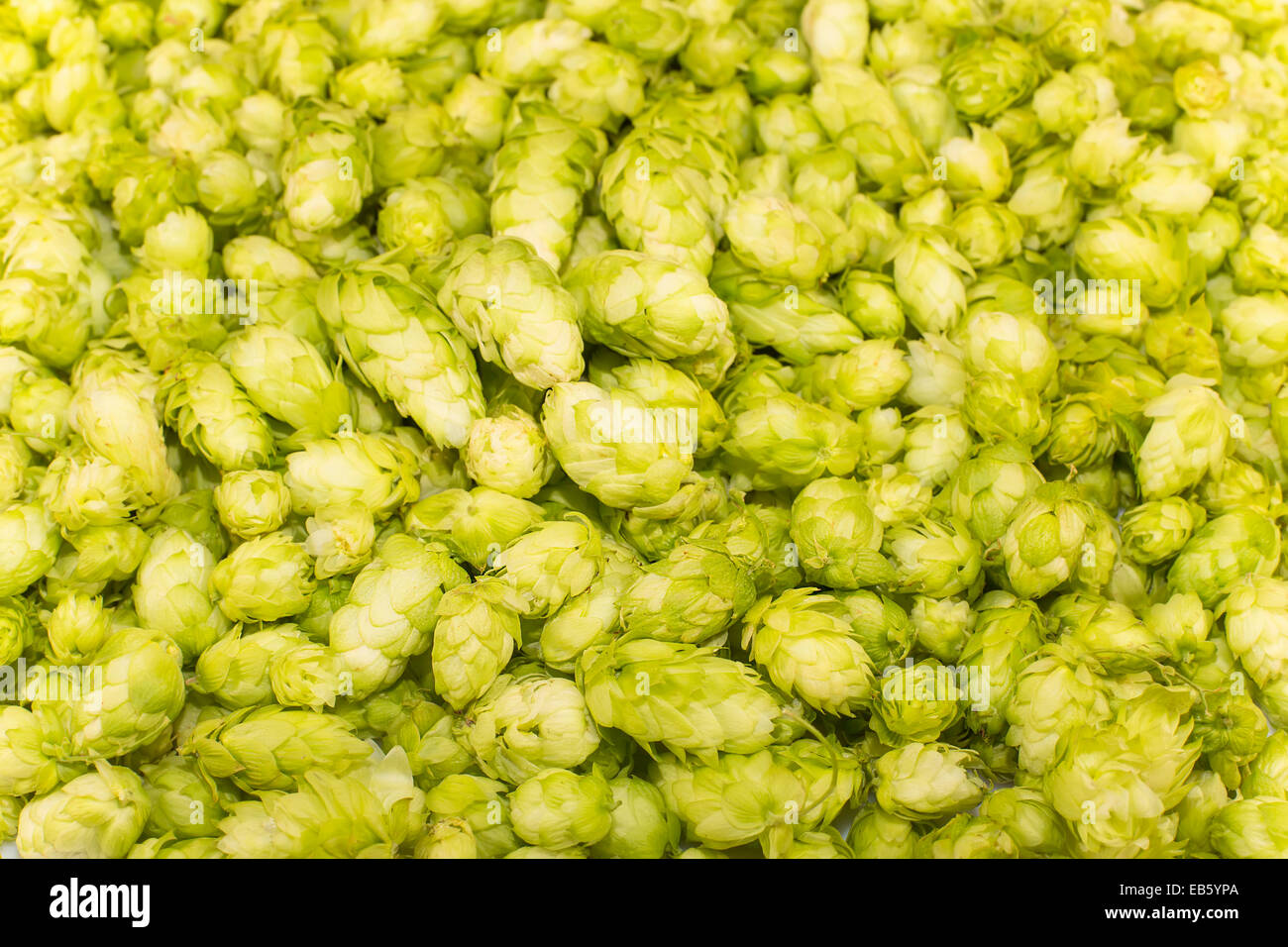 bumps or inflorescence hops ordinary Stock Photo - Alamy