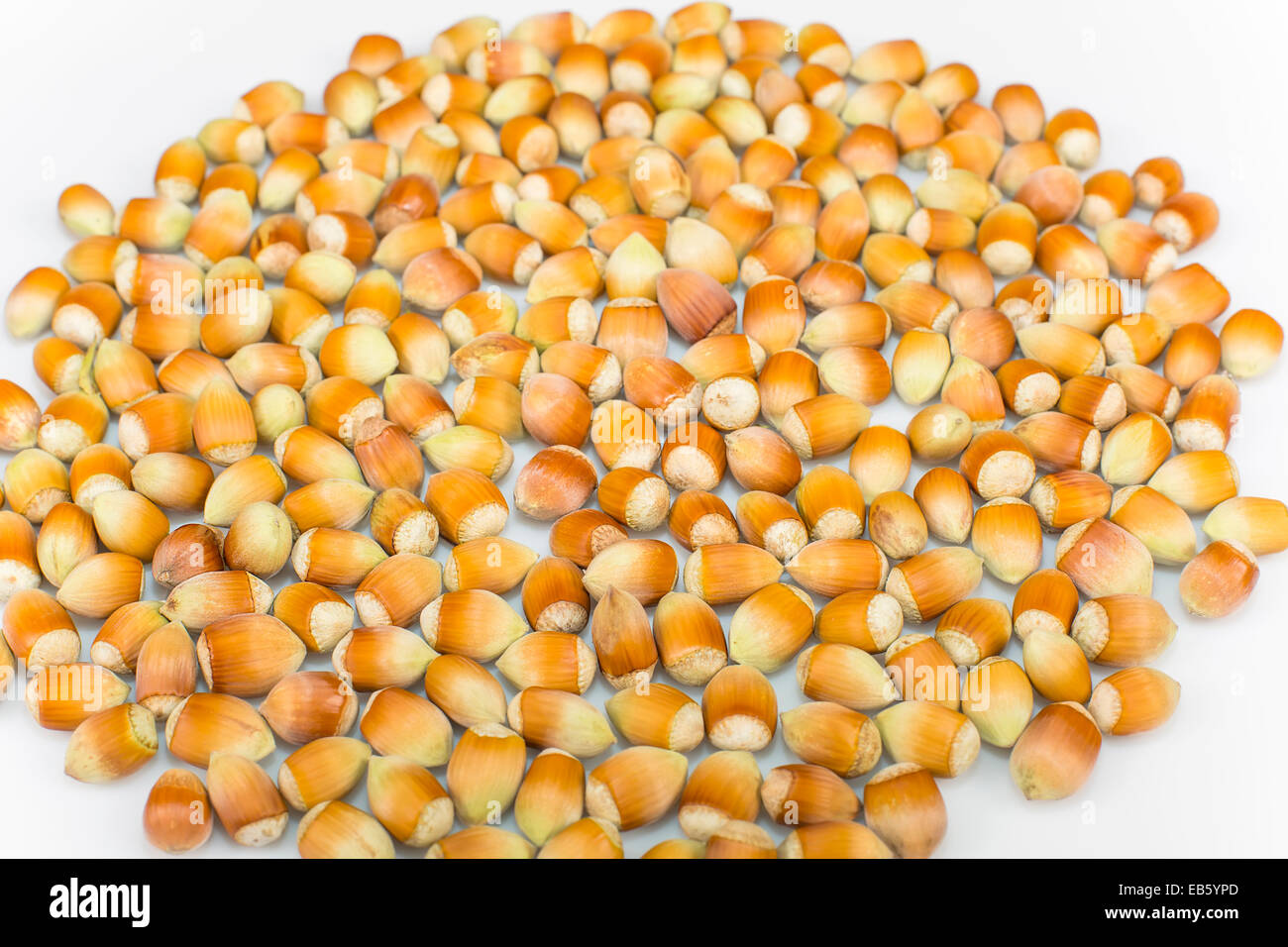 cultivated a wood nut hazelnuts closeup Stock Photo - Alamy
