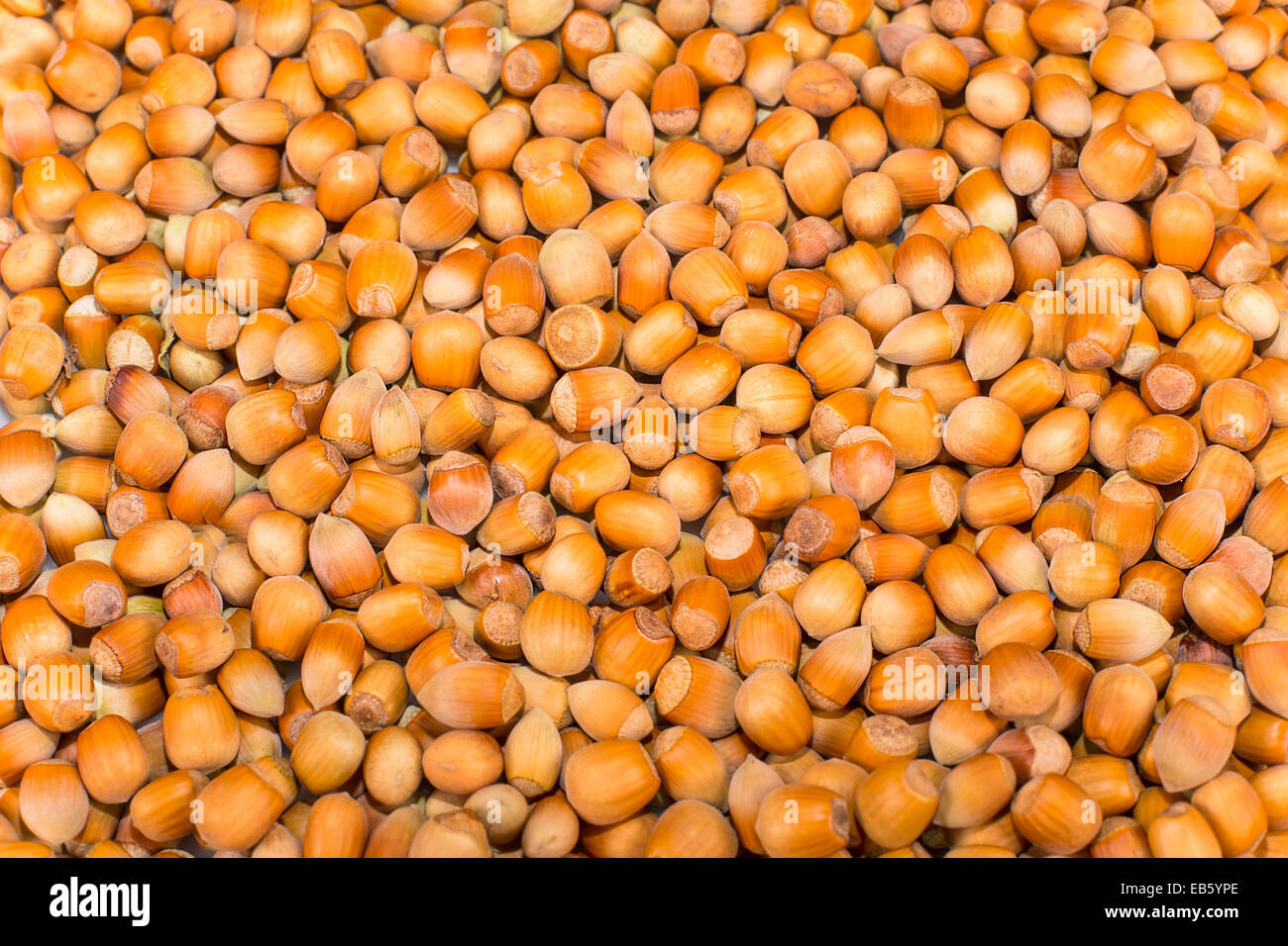 cultivated a wood nut hazelnuts closeup Stock Photo - Alamy