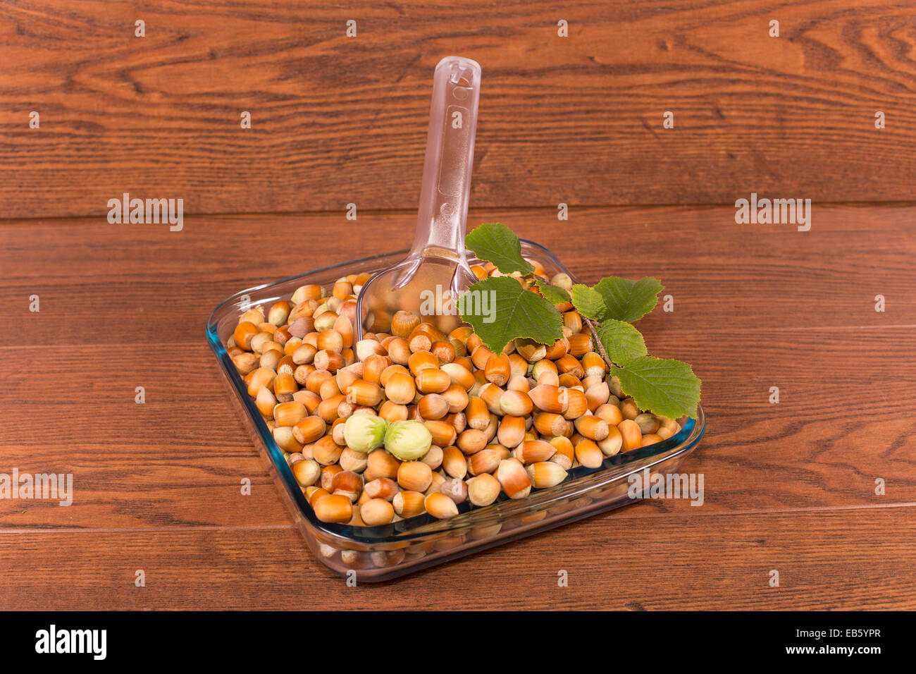 cultivated a wood nut hazelnuts closeup Stock Photo - Alamy
