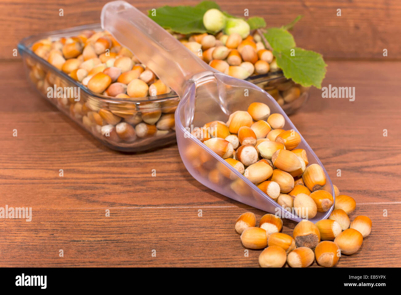 cultivated a wood nut hazelnuts closeup Stock Photo - Alamy