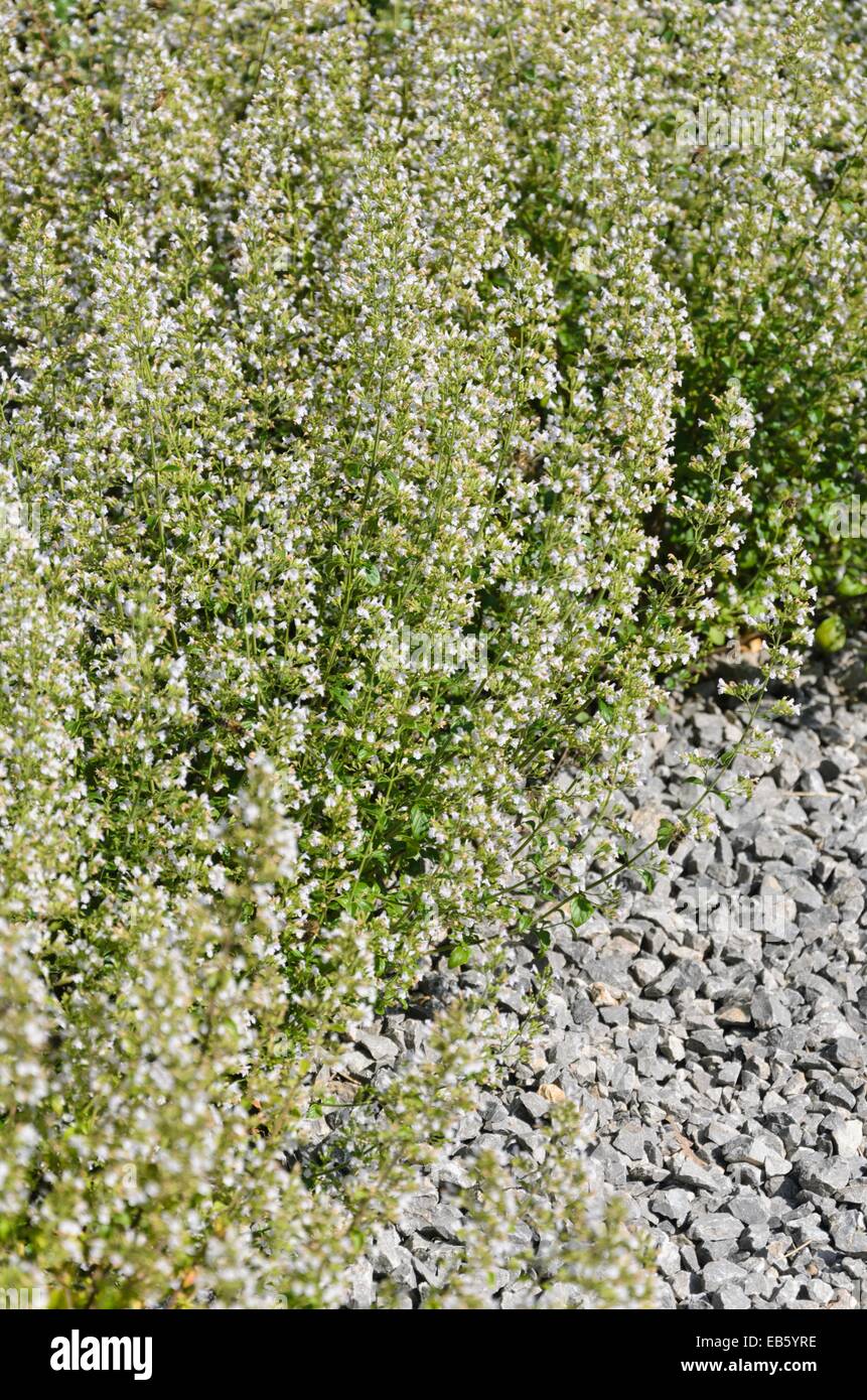 Lesser calamint (Calamintha nepeta Stock Photo - Alamy