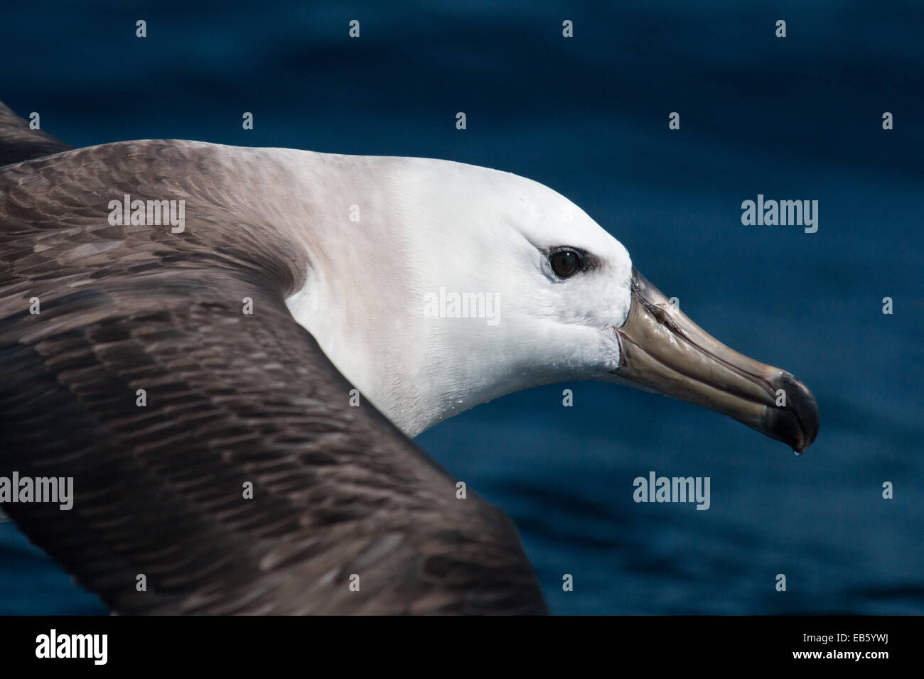 Albatross head hi-res stock photography and images - Alamy
