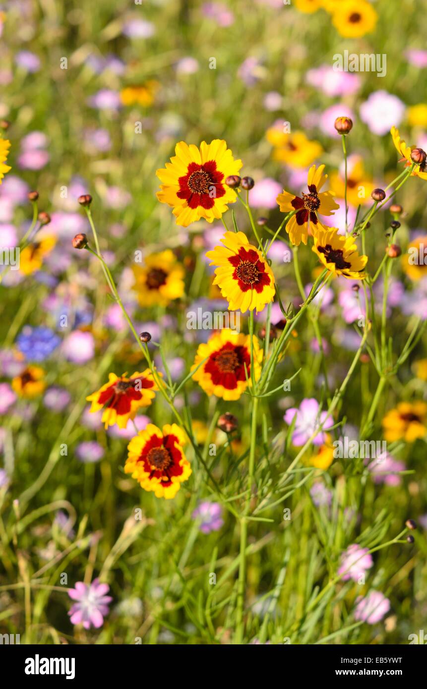 Golden tickseed (Coreopsis tinctoria Stock Photo - Alamy