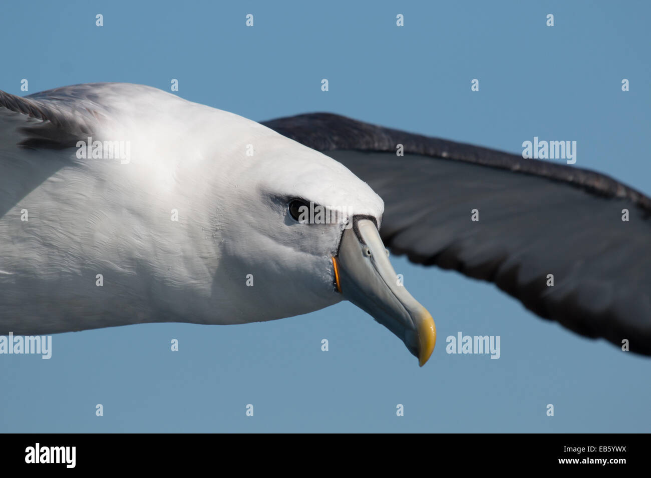close-up of the head of a Shy/White-capped Albatross (Thalassarche ...