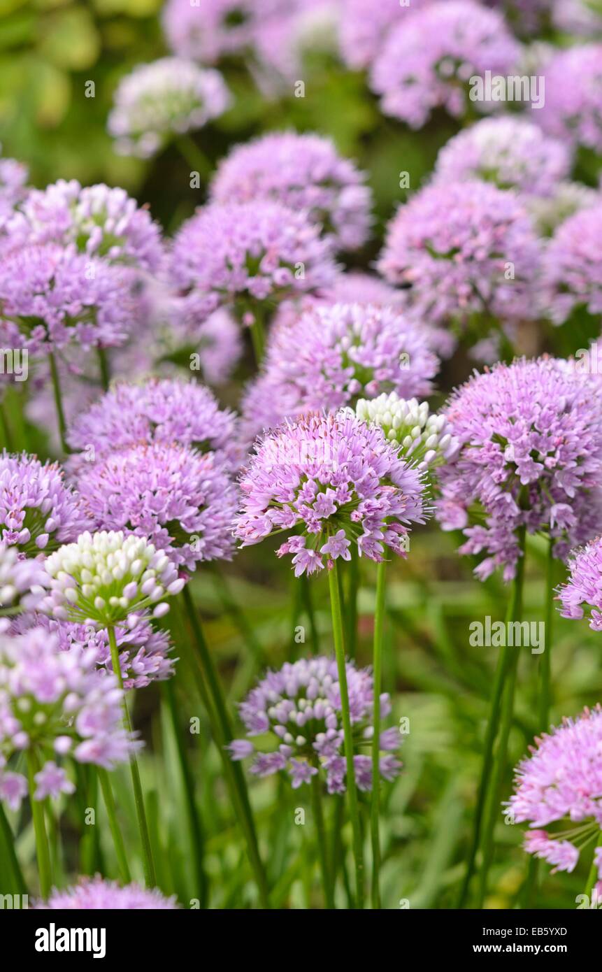 Allium angulosum mouse garlic hi-res stock photography and images - Alamy