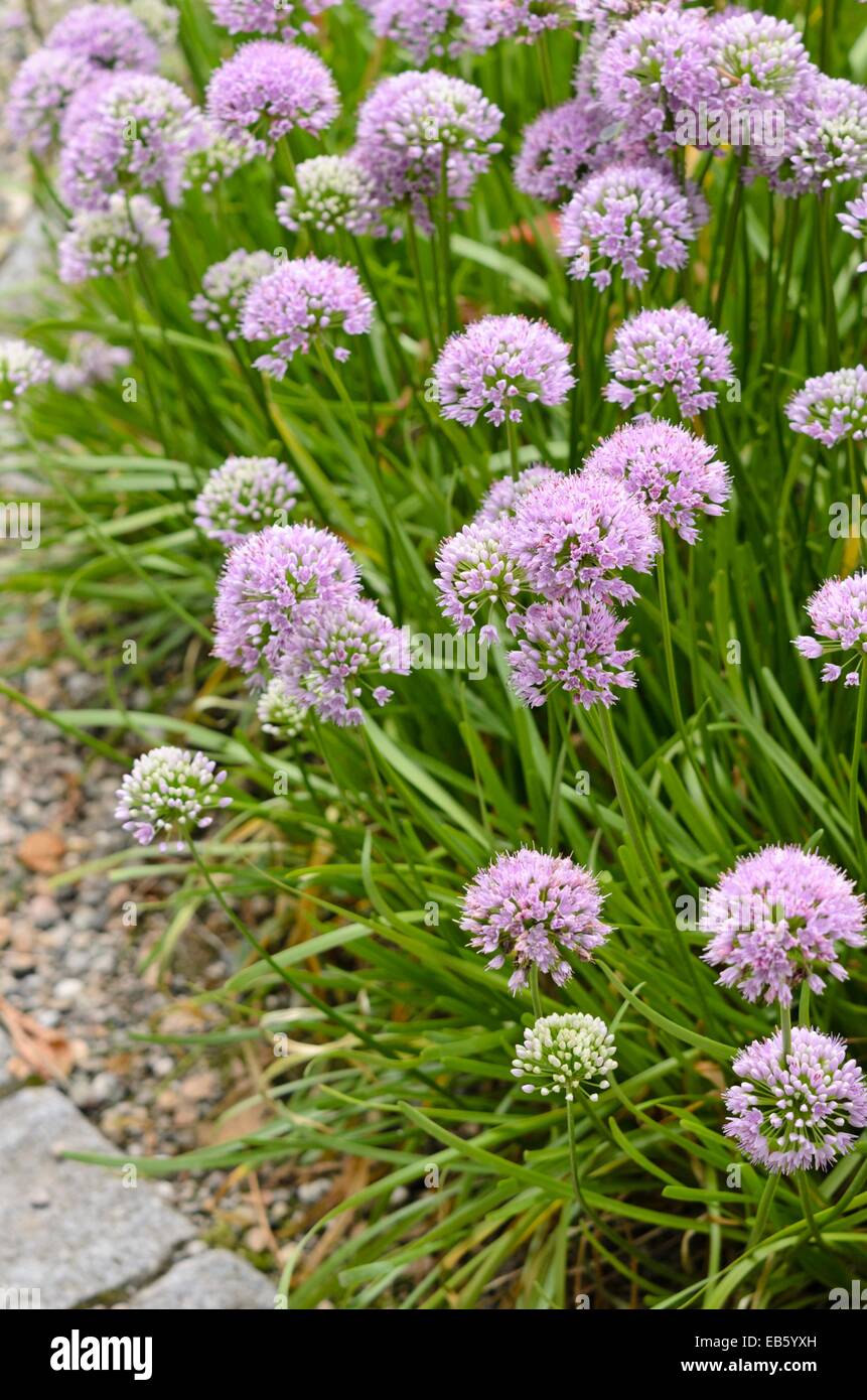 Allium angulosum mouse garlic hi-res stock photography and images - Alamy