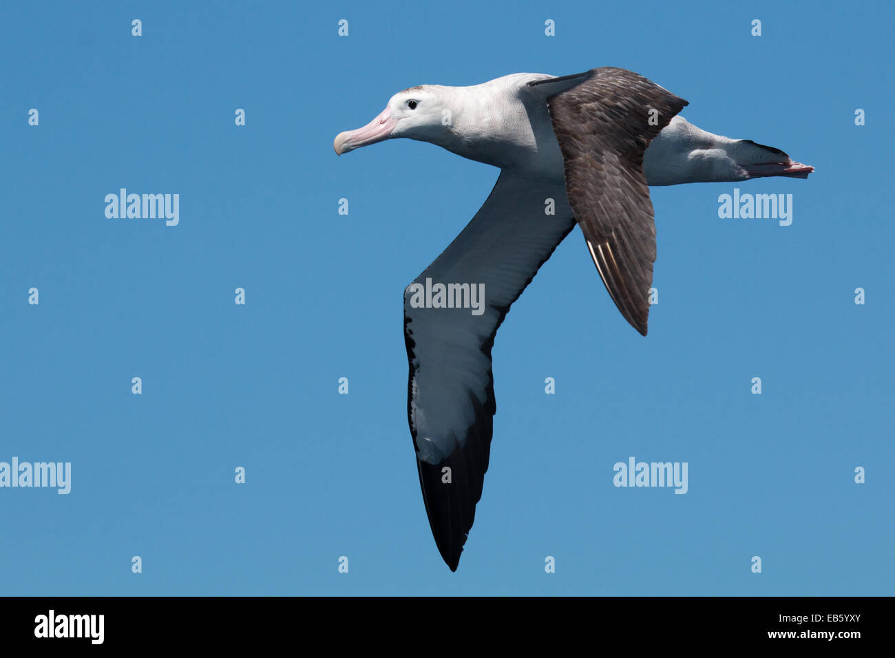 Wandering Albatross (Diomedea exulans) in flight Stock Photo - Alamy