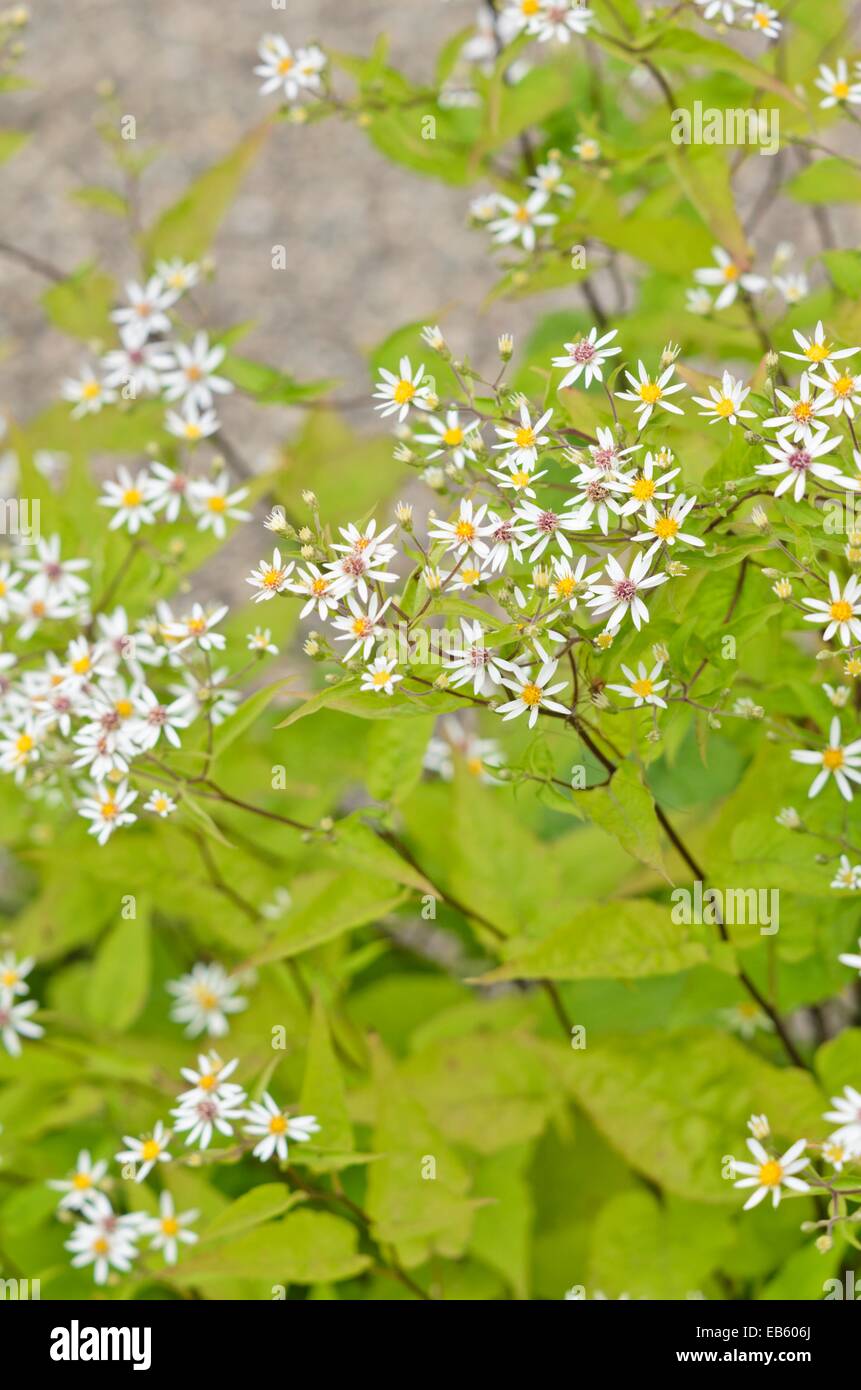 White wood aster (Aster divaricatus Stock Photo - Alamy