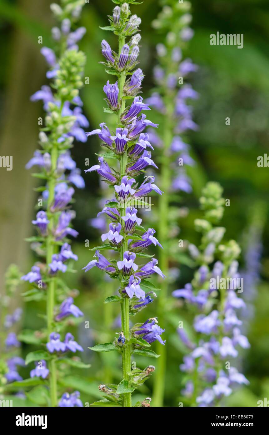 Great blue lobelia (Lobelia siphilitica Stock Photo - Alamy