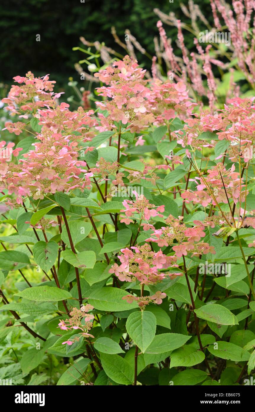 Panicle hydrangea (Hydrangea paniculata Stock Photo - Alamy
