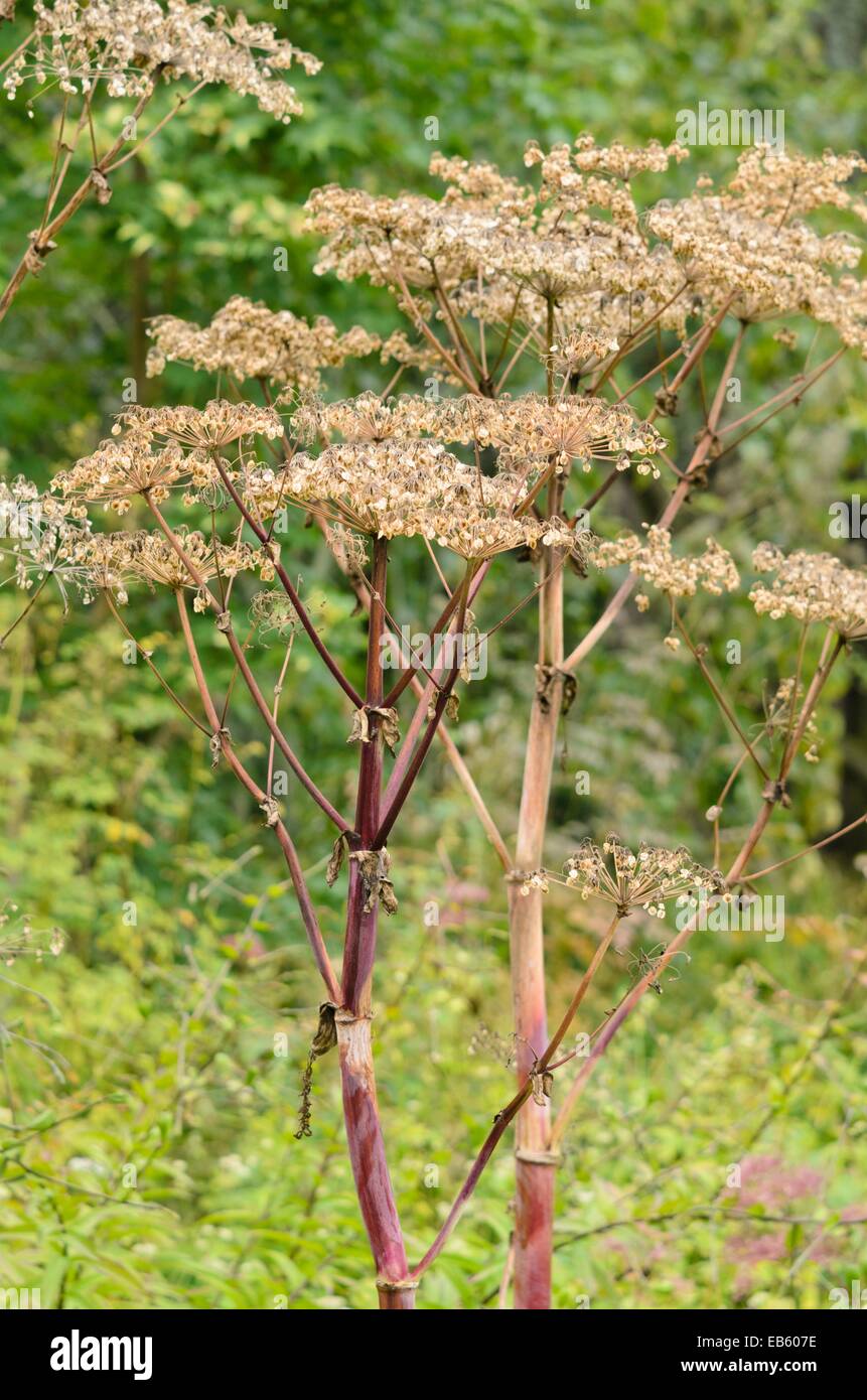Angelica plant hi-res stock photography and images - Alamy