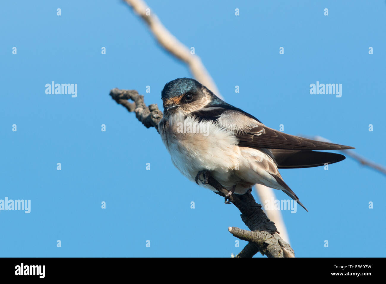 Tree Martin (Hirundo nigricans Stock Photo - Alamy