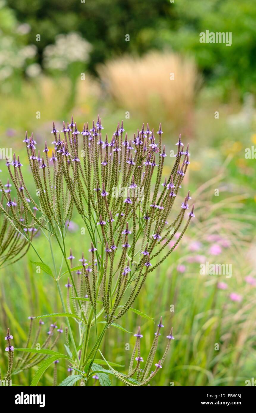 American vervain (Verbena hastata Stock Photo - Alamy