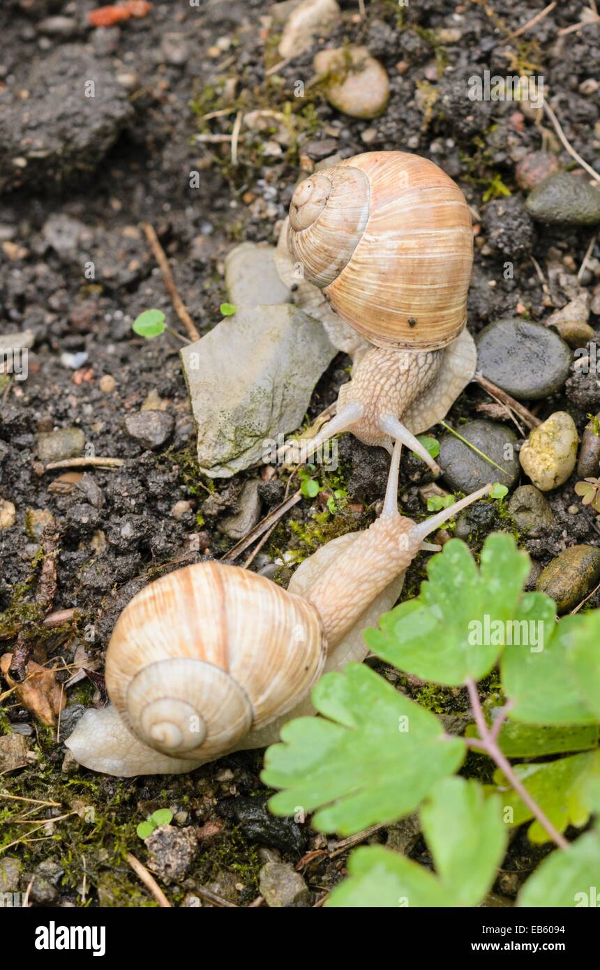 Burgundy snail (Helix pomatia Stock Photo - Alamy