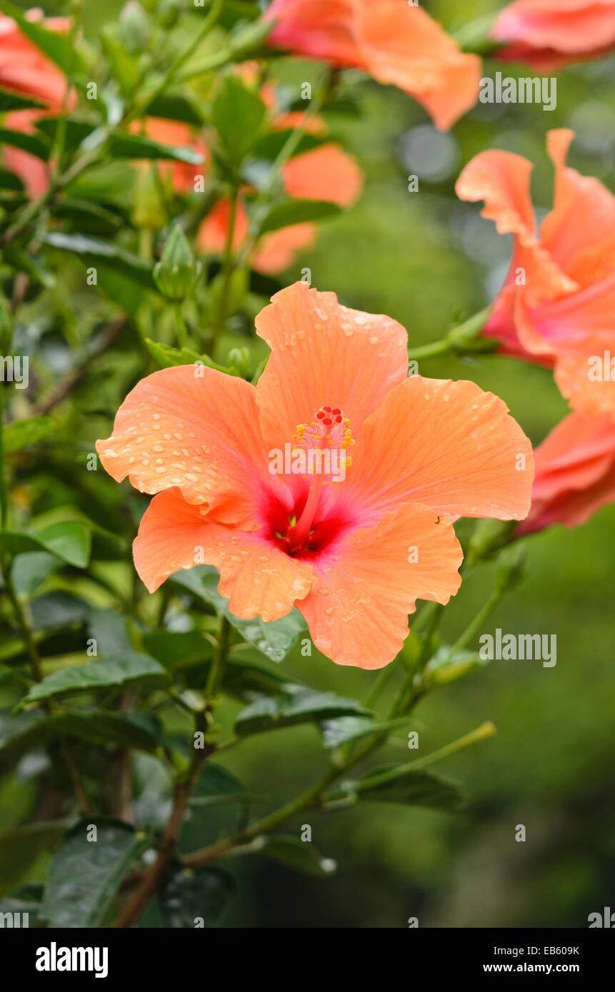 Rosa sinensis orange hi-res stock photography and images - Alamy