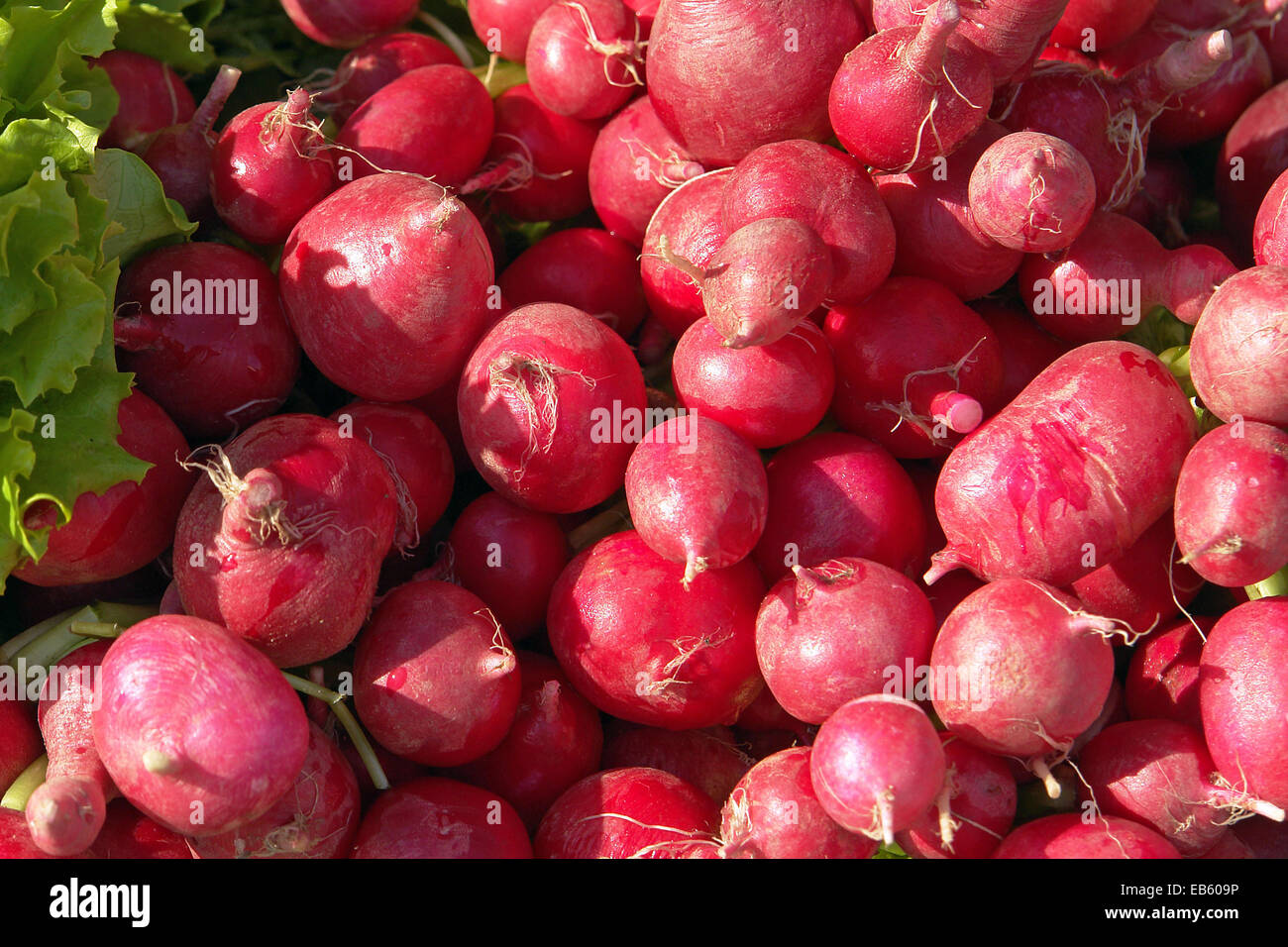 Radieschen hi-res stock photography and images - Alamy