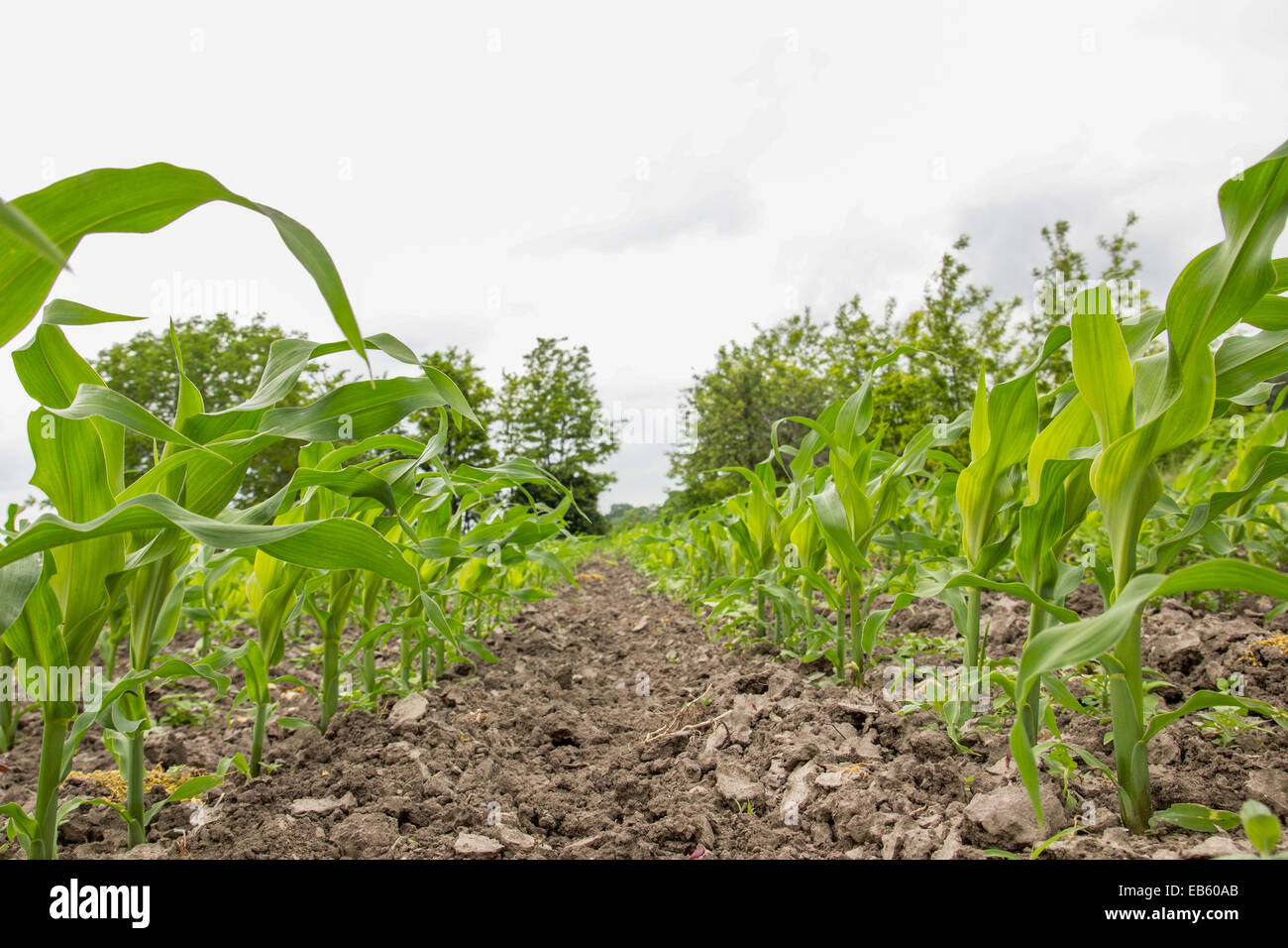 Corn field agriculture with young corn plants in the soil, Cornfield ...