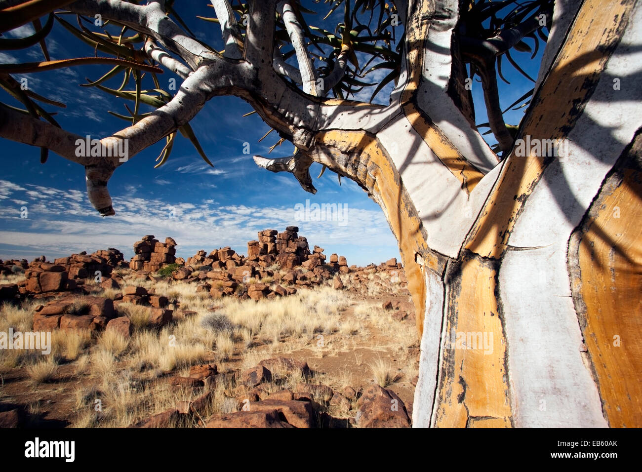Quiver Tree (Aloe dichotoma) in the Giant's Playground - Keetmanshoop ...