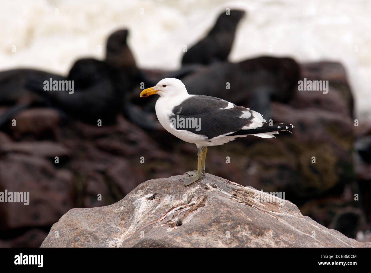 Kelp Gull - Cape Cross Seal Reserve - near Henties Bay, Namibia, Africa ...