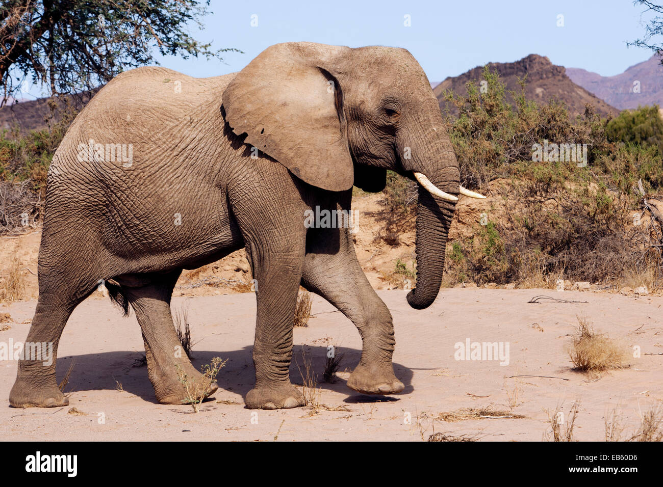 African Elephant (Desert-adapted) - Huab River, near Twyfelfontein ...