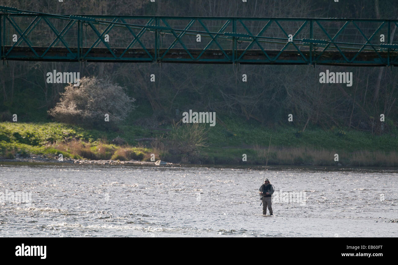 Salmon fishing in the River Tweed Stock Photo - Alamy