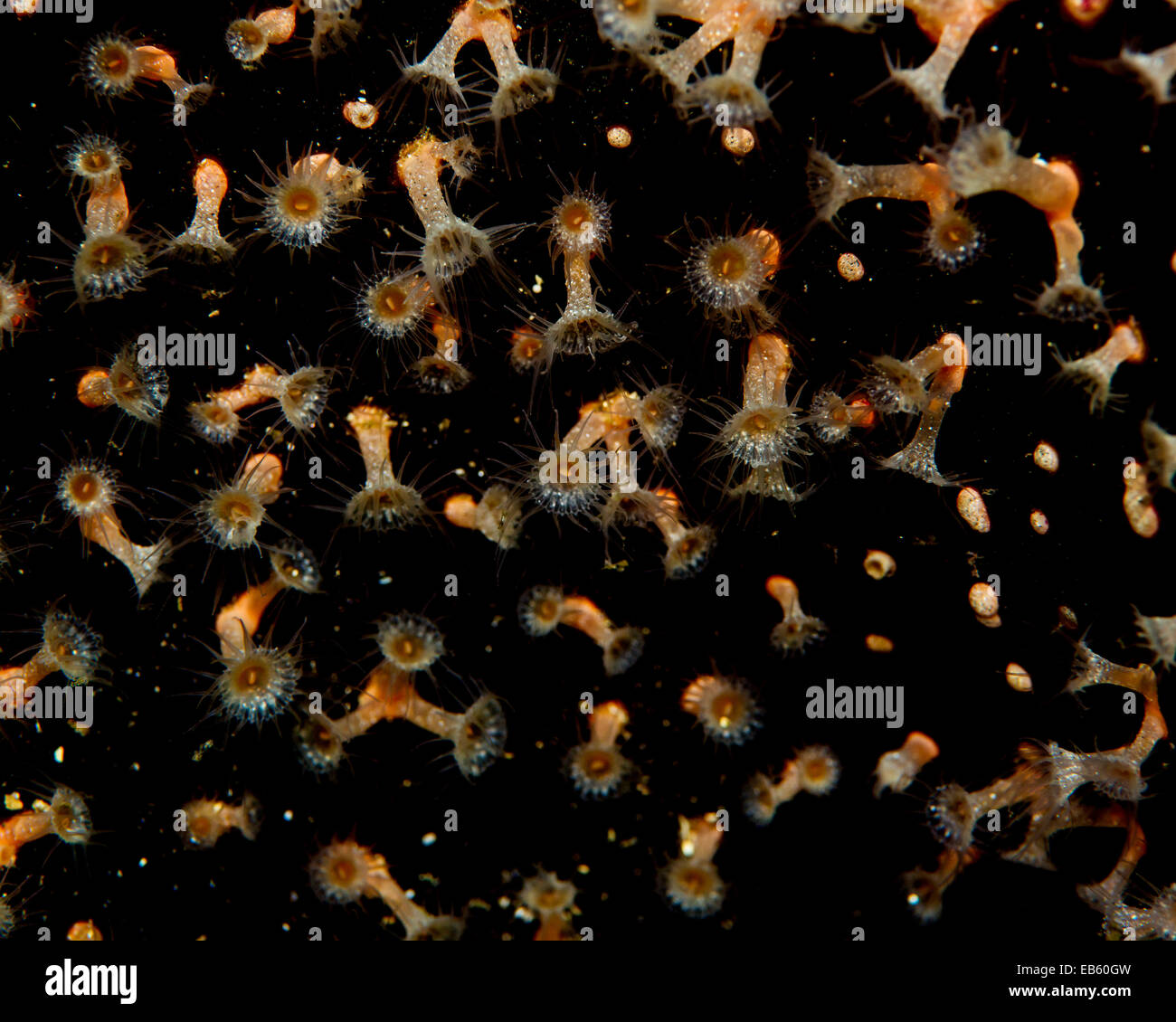 Polyps hi-res stock photography and images - Alamy