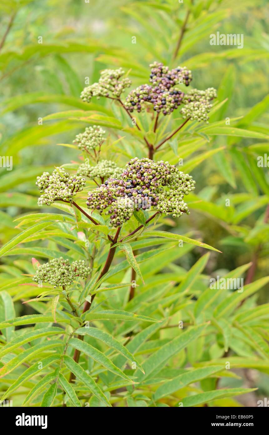 Dwarf elder (Sambucus ebulus Stock Photo - Alamy
