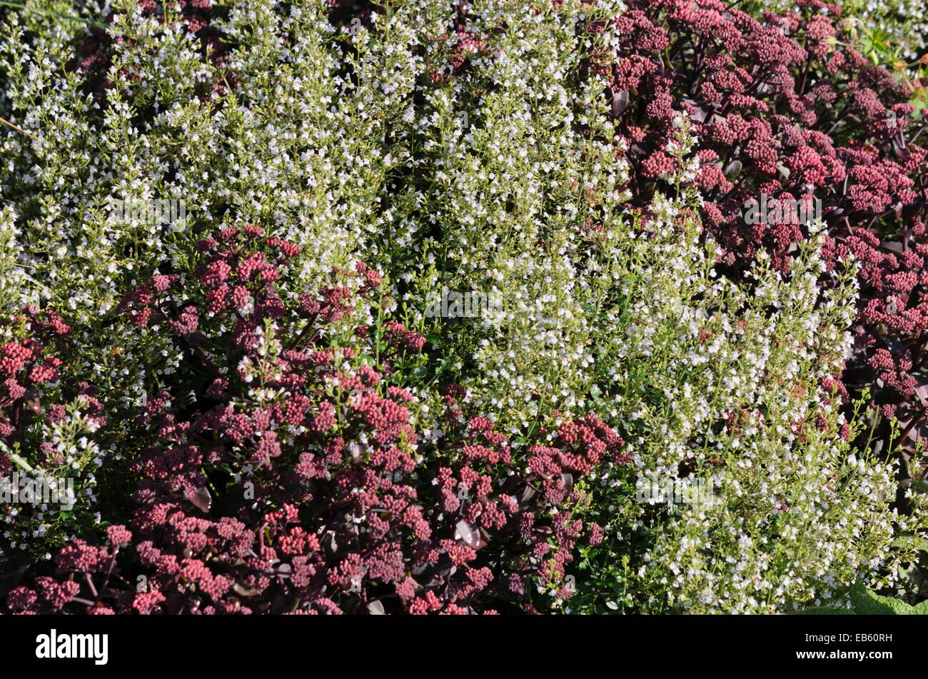 Lesser calamint (Calamintha nepeta) and stonecrop (Sedum Stock Photo ...