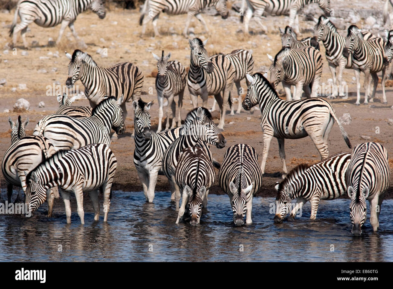 Burchell's zebra (Equus quagga burchellii) at Koinchas Waterhole in ...
