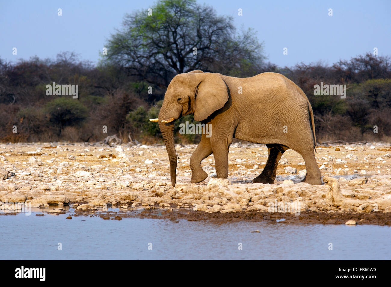 Klein mammals hi-res stock photography and images - Alamy