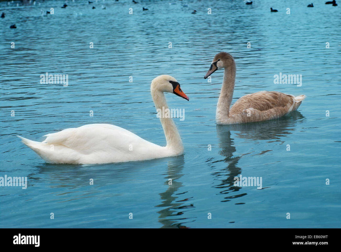 Two swans on the lake with blue water background Stock Photo - Alamy