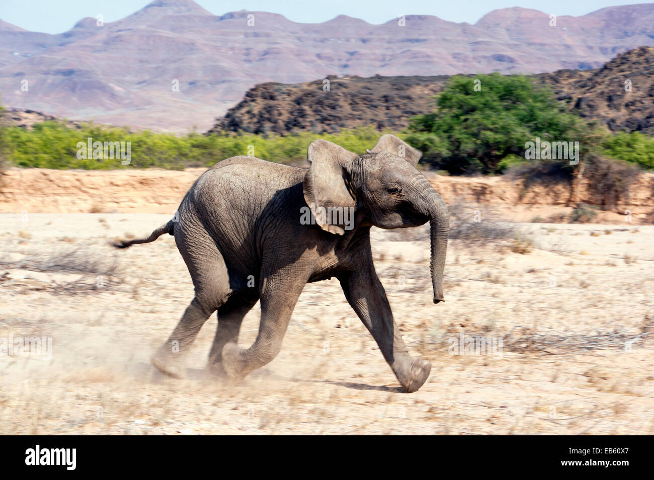African Elephant (Desert-adapted) - Huab River, near Twyfelfontein ...