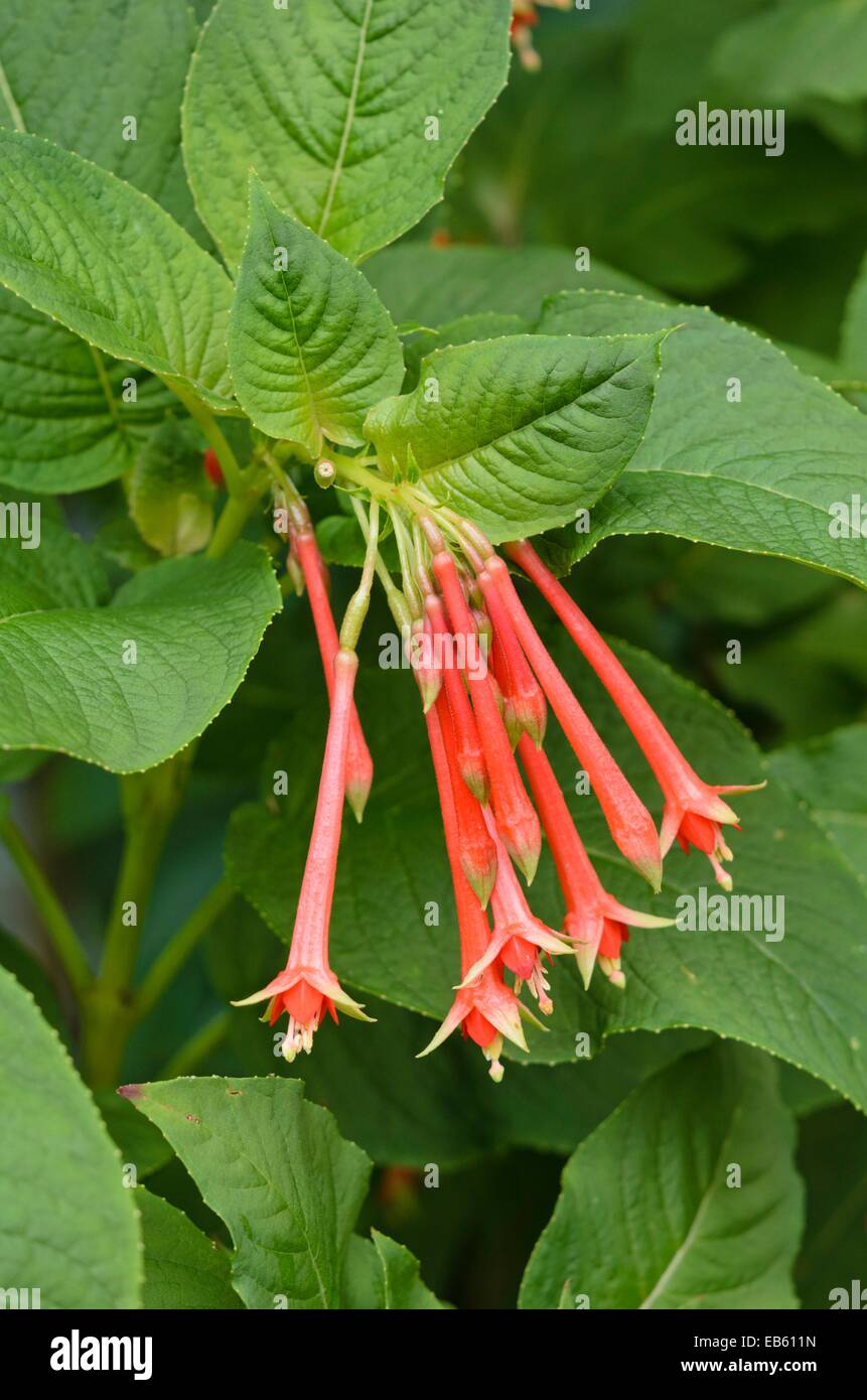 Species fuchsia hi-res stock photography and images - Alamy