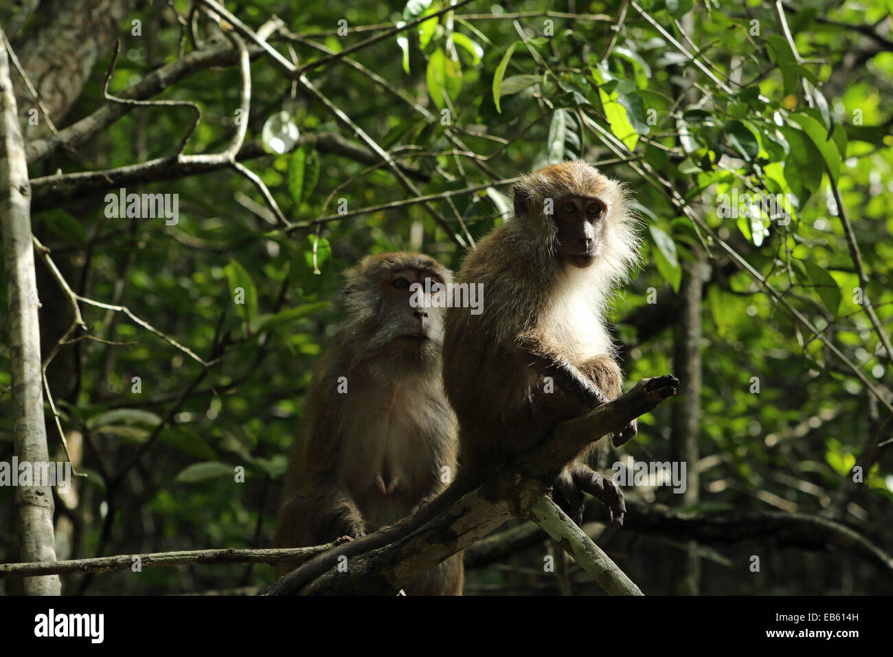 Long-tailed macaques (Macaca fascicularis) grooming in Kelim Karst ...