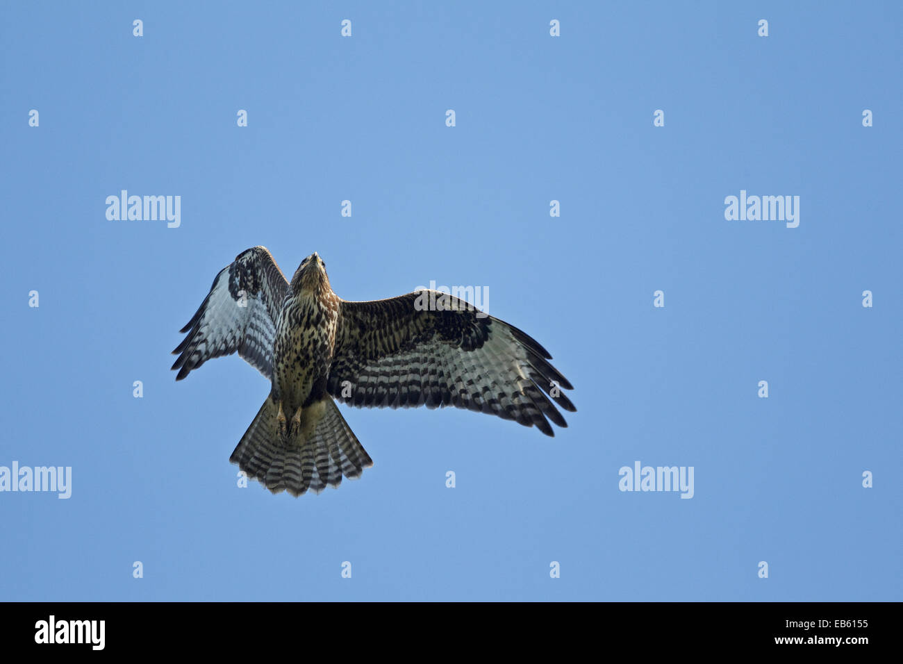 Buzzard in flight hi-res stock photography and images - Alamy