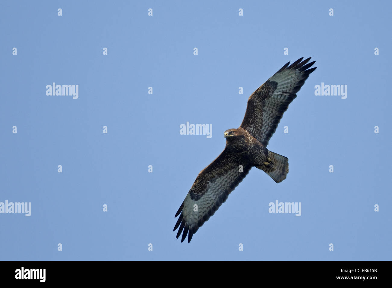 Migrating Common Buzzard, juvenile in flight (Buteo buteo Stock Photo ...