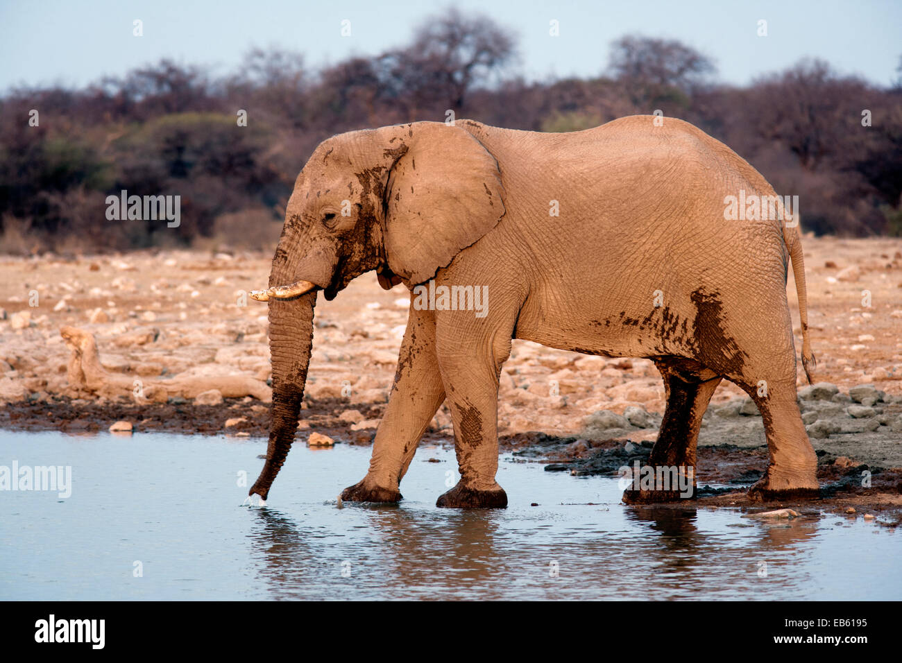 African Elephant (Loxodonta africana) at Klein Namutoni Waterhole - Etosha National Park ...