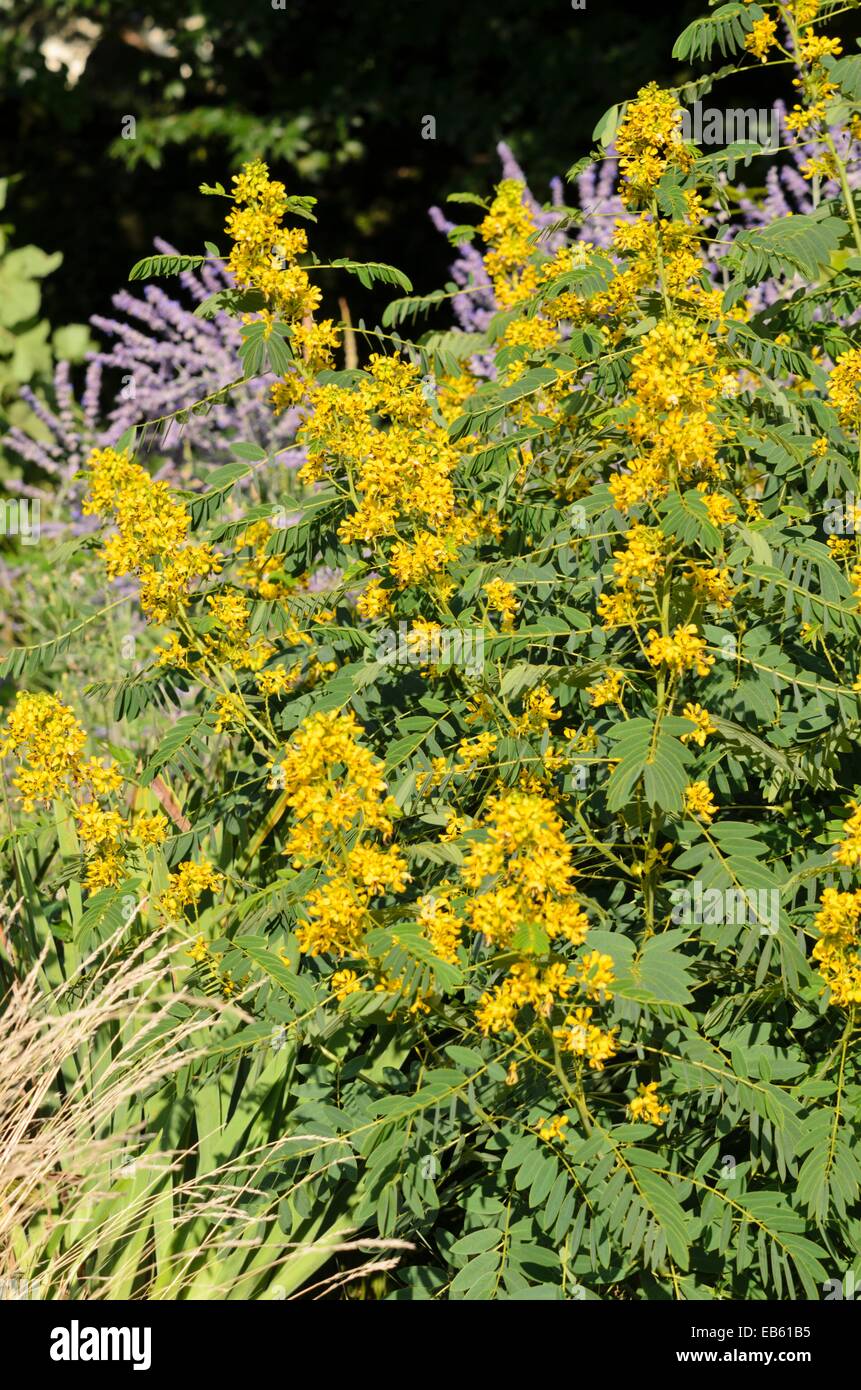 Senna Hebecarpa Seed Pods