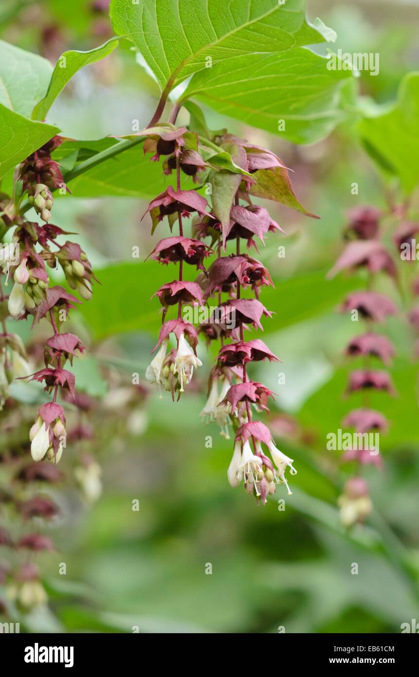 Himalayan honeysuckle (Leycesteria formosa Stock Photo - Alamy