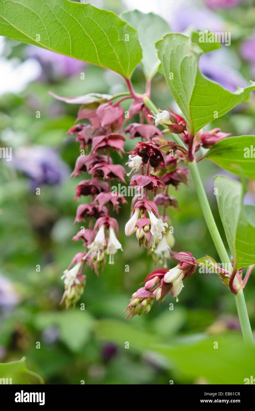Himalayan honeysuckle (Leycesteria formosa Stock Photo - Alamy