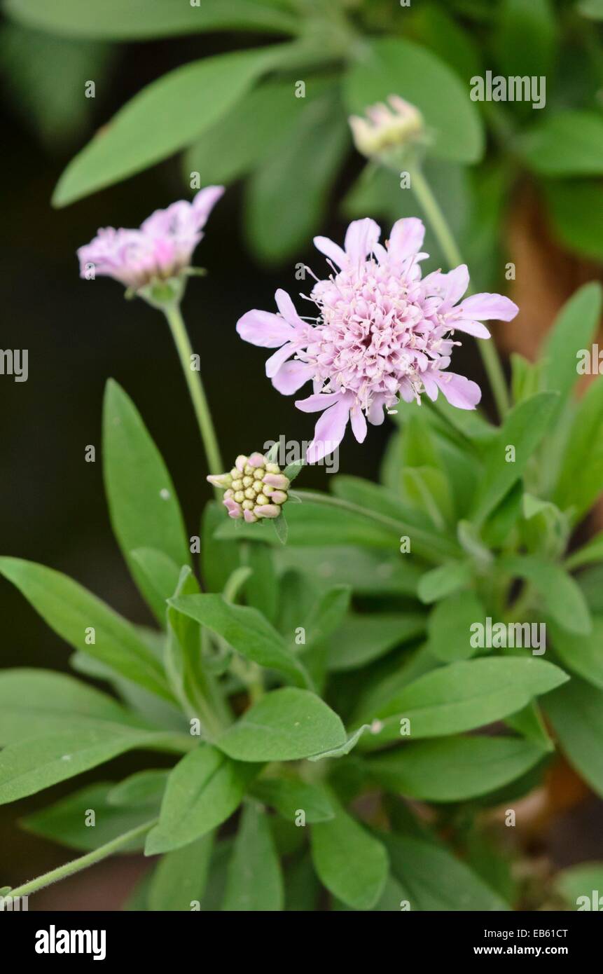 Pterocephalus hi-res stock photography and images - Alamy