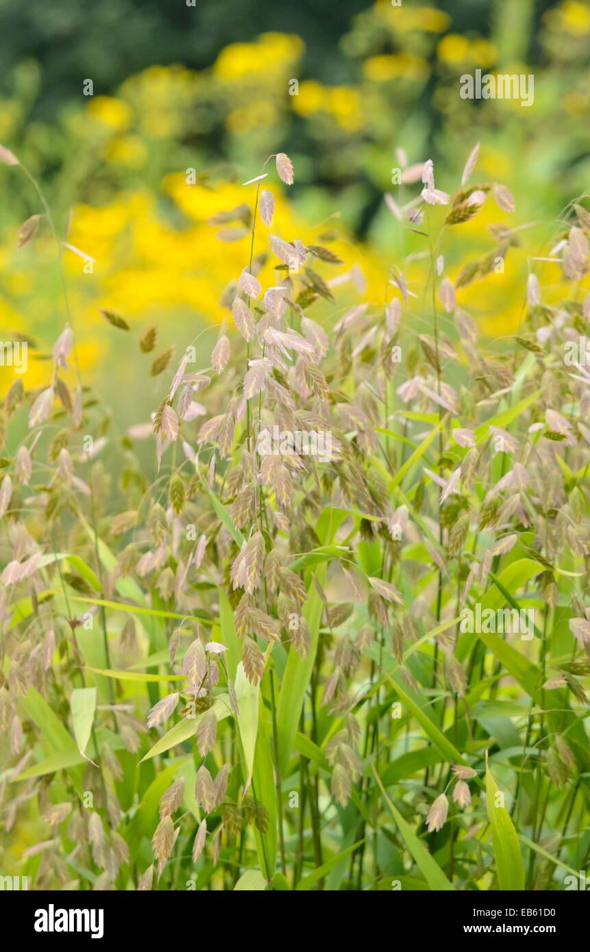 Bamboo grass (Chasmanthium latifolium syn. Uniola latifolia Stock Photo ...
