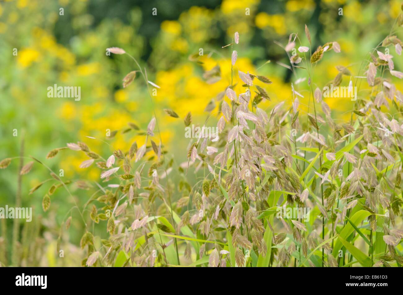 Bamboo grass (Chasmanthium latifolium syn. Uniola latifolia Stock Photo ...