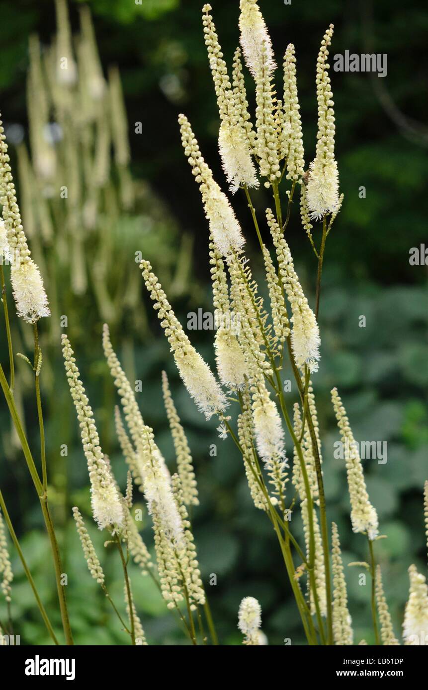 Bugbane hi-res stock photography and images - Alamy